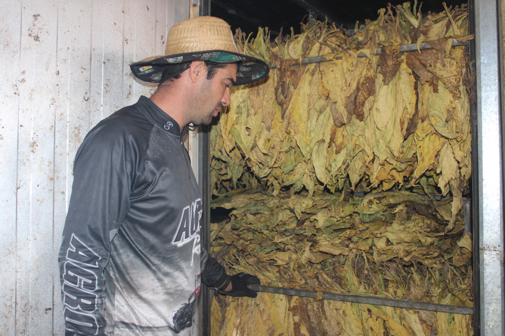Começa colheita do tabaco em Venâncio - Folha do Mate