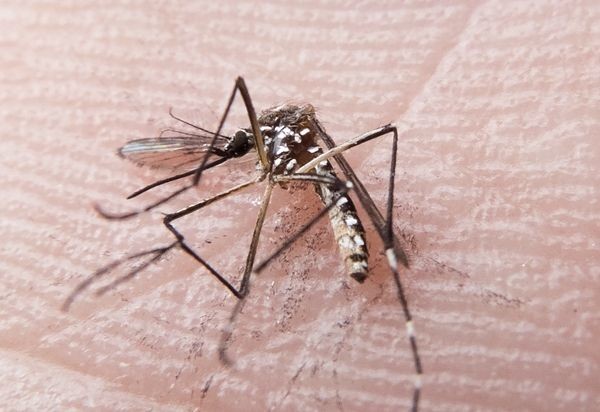 Epidemia de dengue: 138 mortes confirmadas e 30 municípios atingidos ...